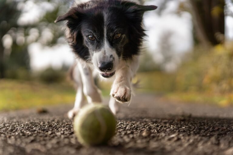 Border Collie Temperament Explained: Unveiling The Top Secret 7 Key ...