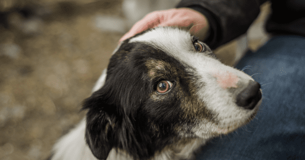 Famous Border Collies: Here's 12 of the Most Famous and Talented Border ...