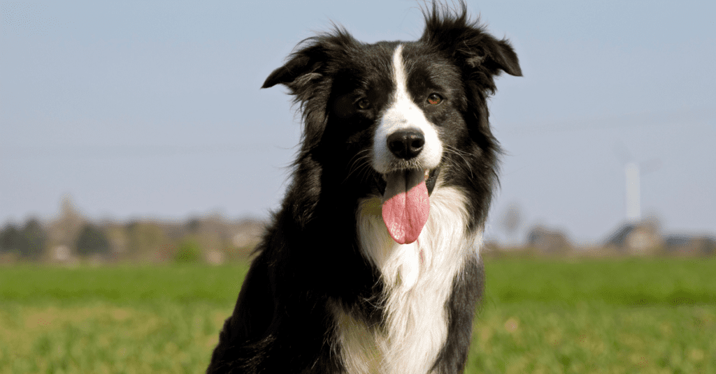 Border Collie Temperament Explained: Unveiling The Top Secret 7 Key ...