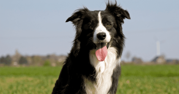 Border Collie Aggression: 10 Common Triggers and How to Address Them