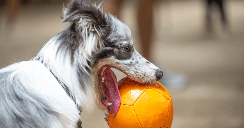 Famous Border Collies: Here's 12 of the Most Famous and Talented Border ...