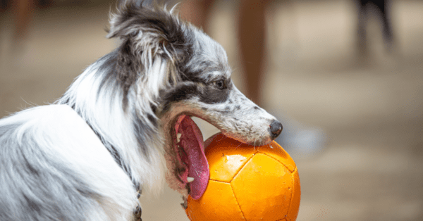 Famous Border Collies: Here's 12 of the Most Famous and Talented Border ...