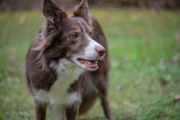 Border Collies Merle Coat: 10 Fascinating Facts You Should Know ...