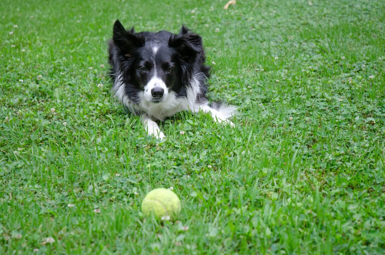 Border Collies: Top 6 Amazing Facts You Should Know - Border Collies Life