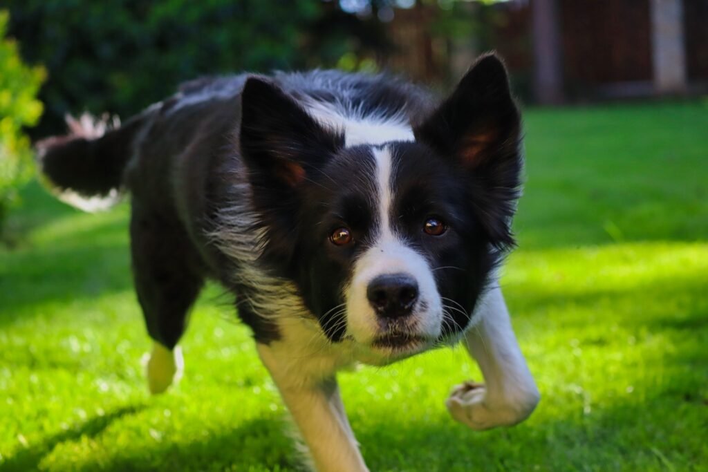 Border Collie Breeds: A Deep Dive into Their Top 10 Unique ...