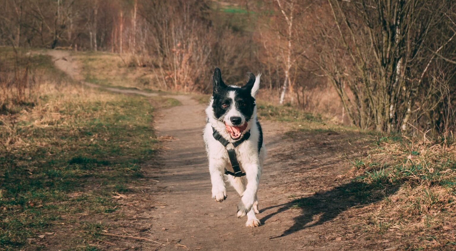 Fulfilling Your Border Collie Exercise Needs: The Energetic Complete 10 ...