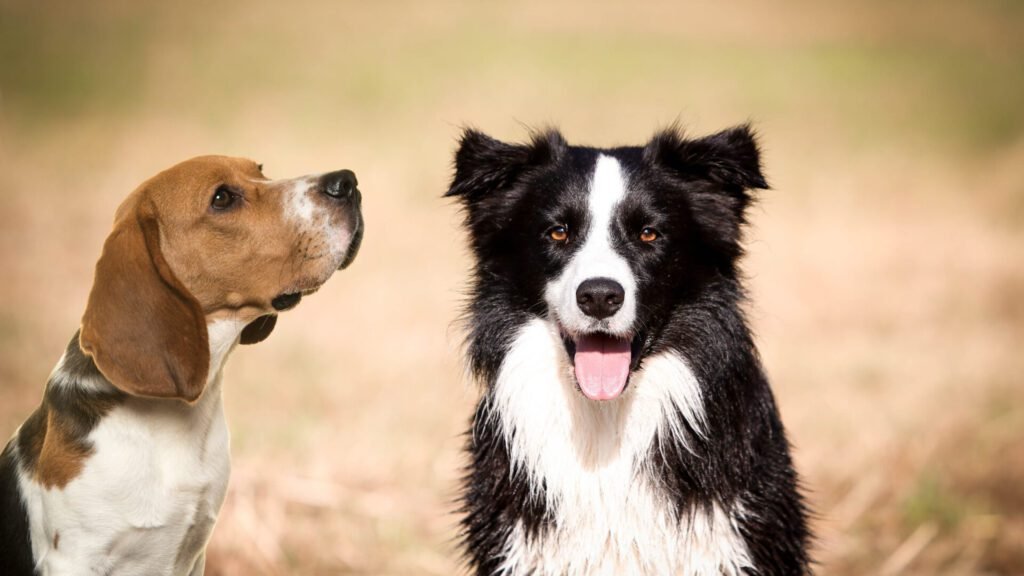 Border Collie Breeds: A Deep Dive into Their Top 10 Unique ...