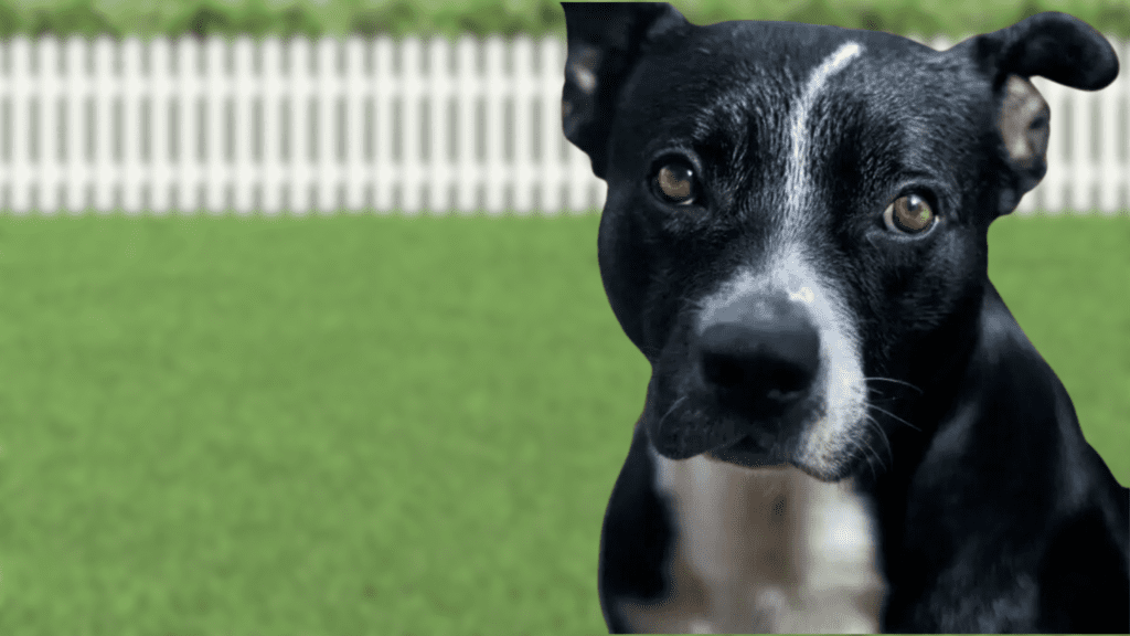 Famous Border Collies: Here's 12 of the Most Famous and Talented Border ...