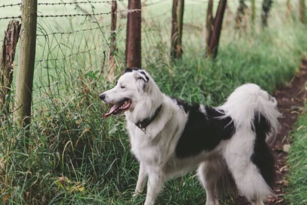 How Much Space Does a Border Collie Need? The Complete 12-Step Guide To ...