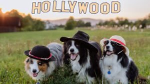 Famous Border Collies: Here's 12 of the Most Famous and Talented Border ...