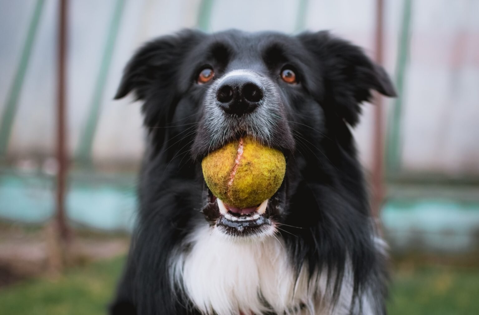 How to Train a Border Collie: Top 10 Essential Commands and Techniques ...
