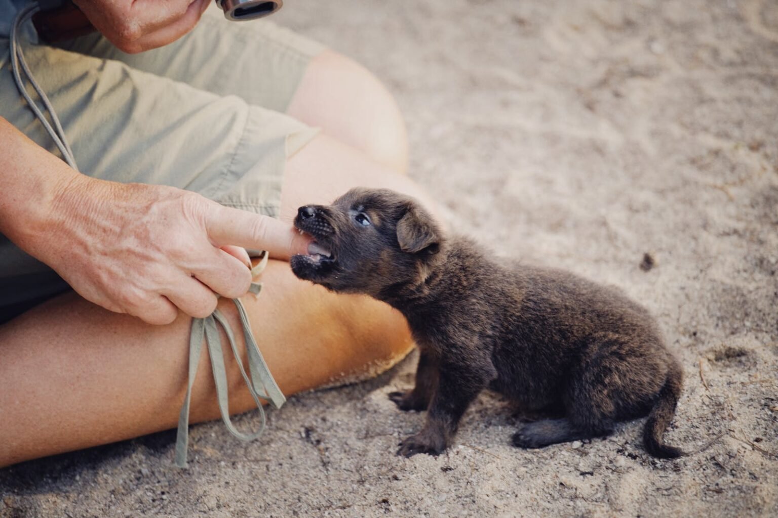 6 Effective Methods to Stop a Border Collie Puppy from Biting - Border ...