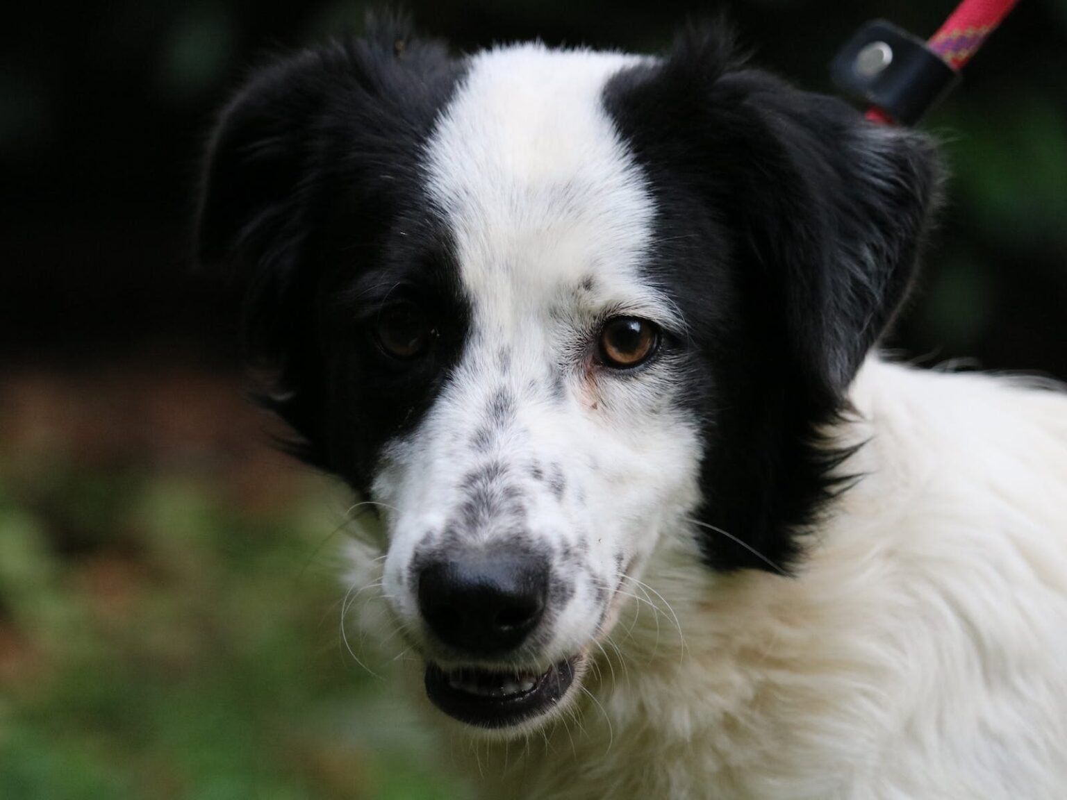 Understanding Common Eye Problems in Border Collies - Border Collies Life