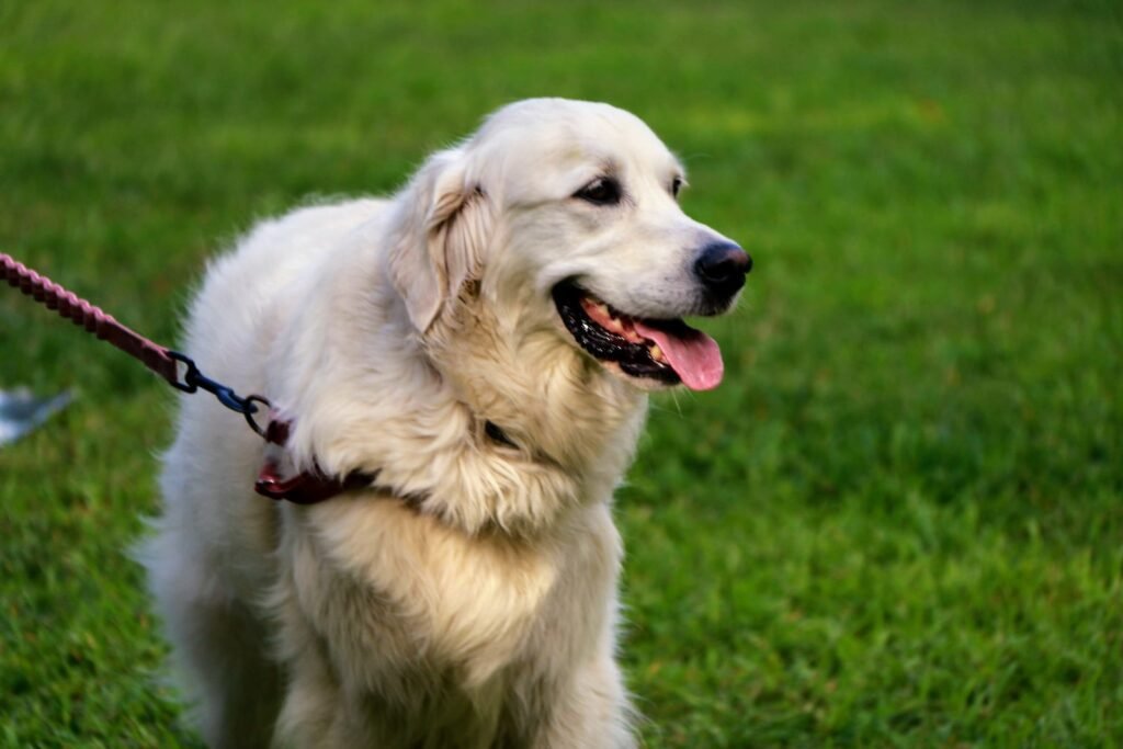 Training Your Border Collie to Herd Like a Pro: The Complete 10-Step ...