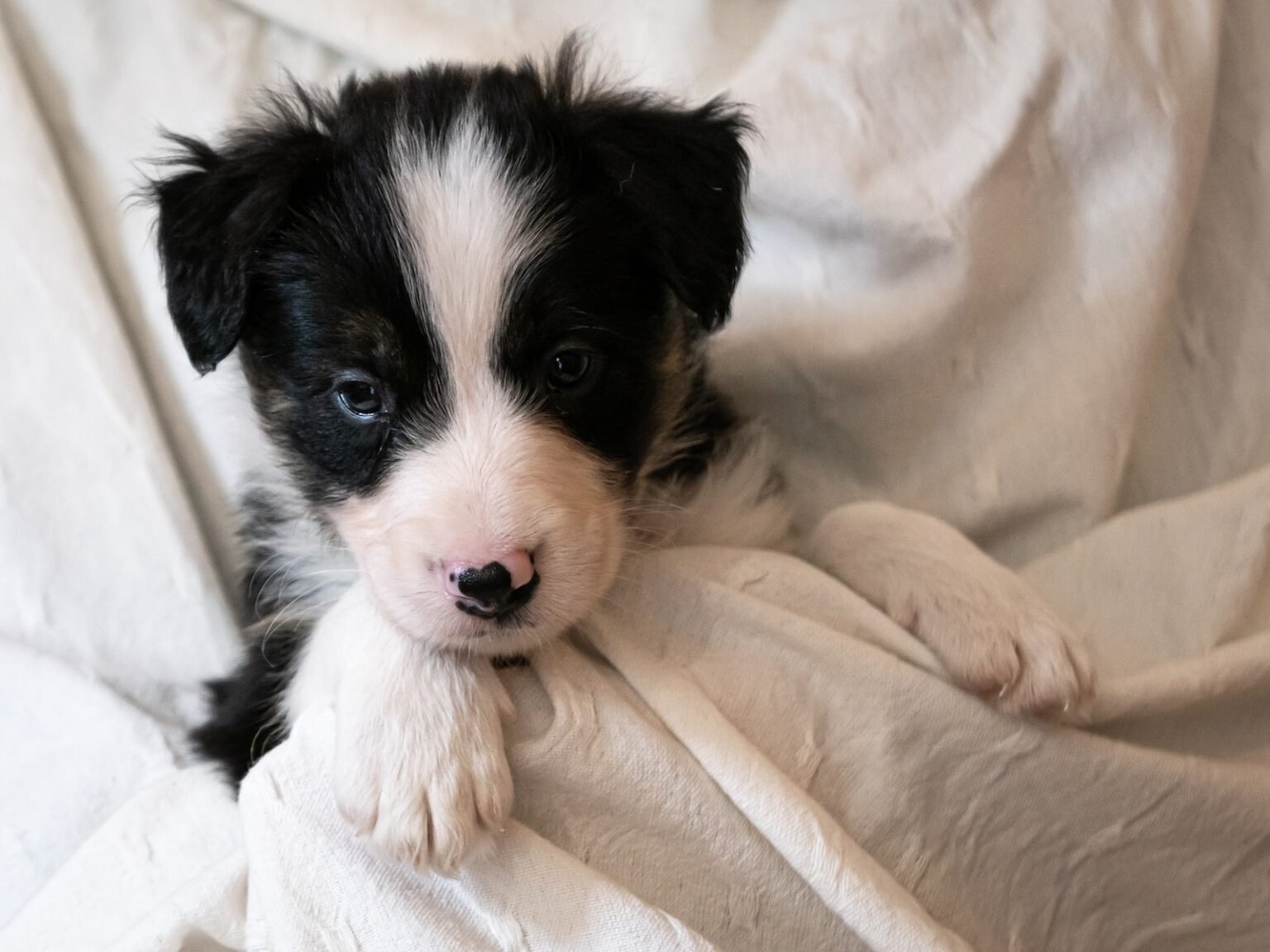 Top 10 Miniature Border Collie Breeds - Border Collies Life